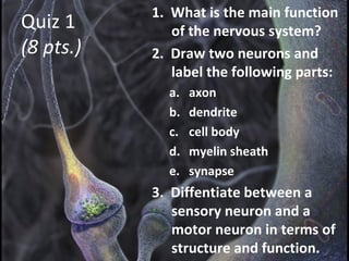 Presentation 16 - Nervous System | PPT