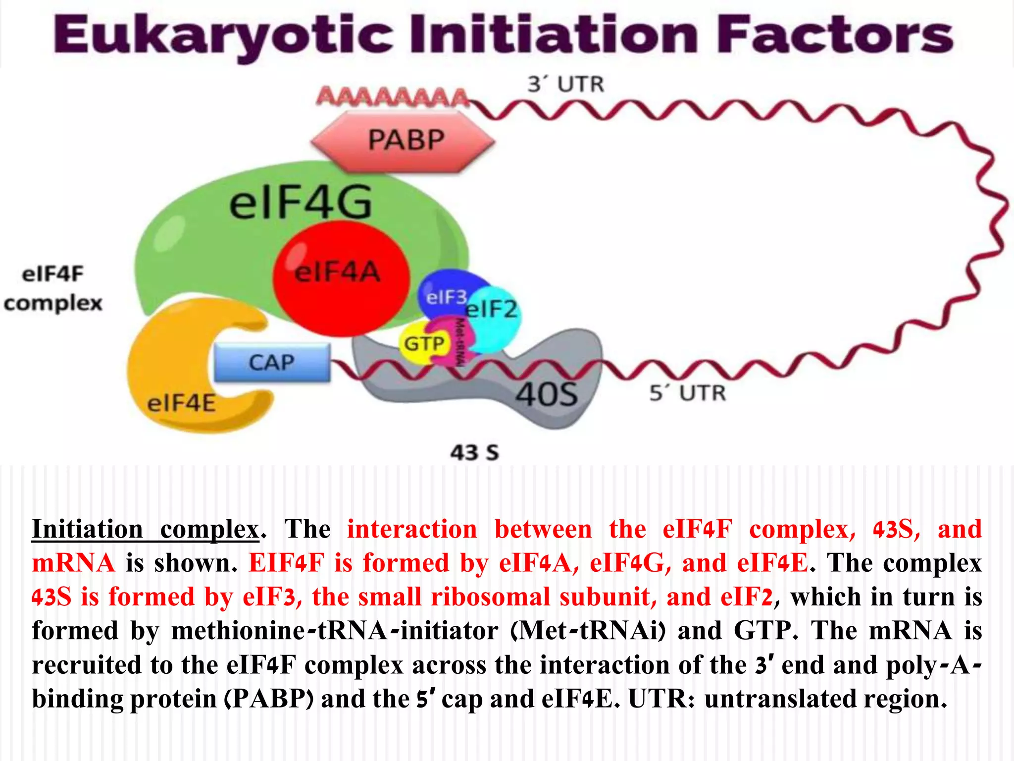 eukaryotic translation initiation and its regulation | PPTX