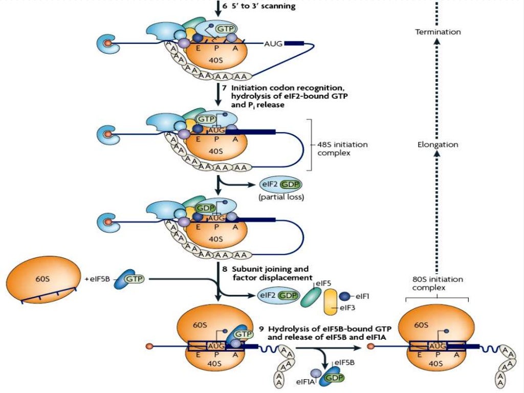 eukaryotic translation initiation and its regulation