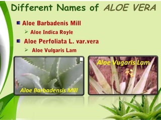 ALOE VERA | PPTX