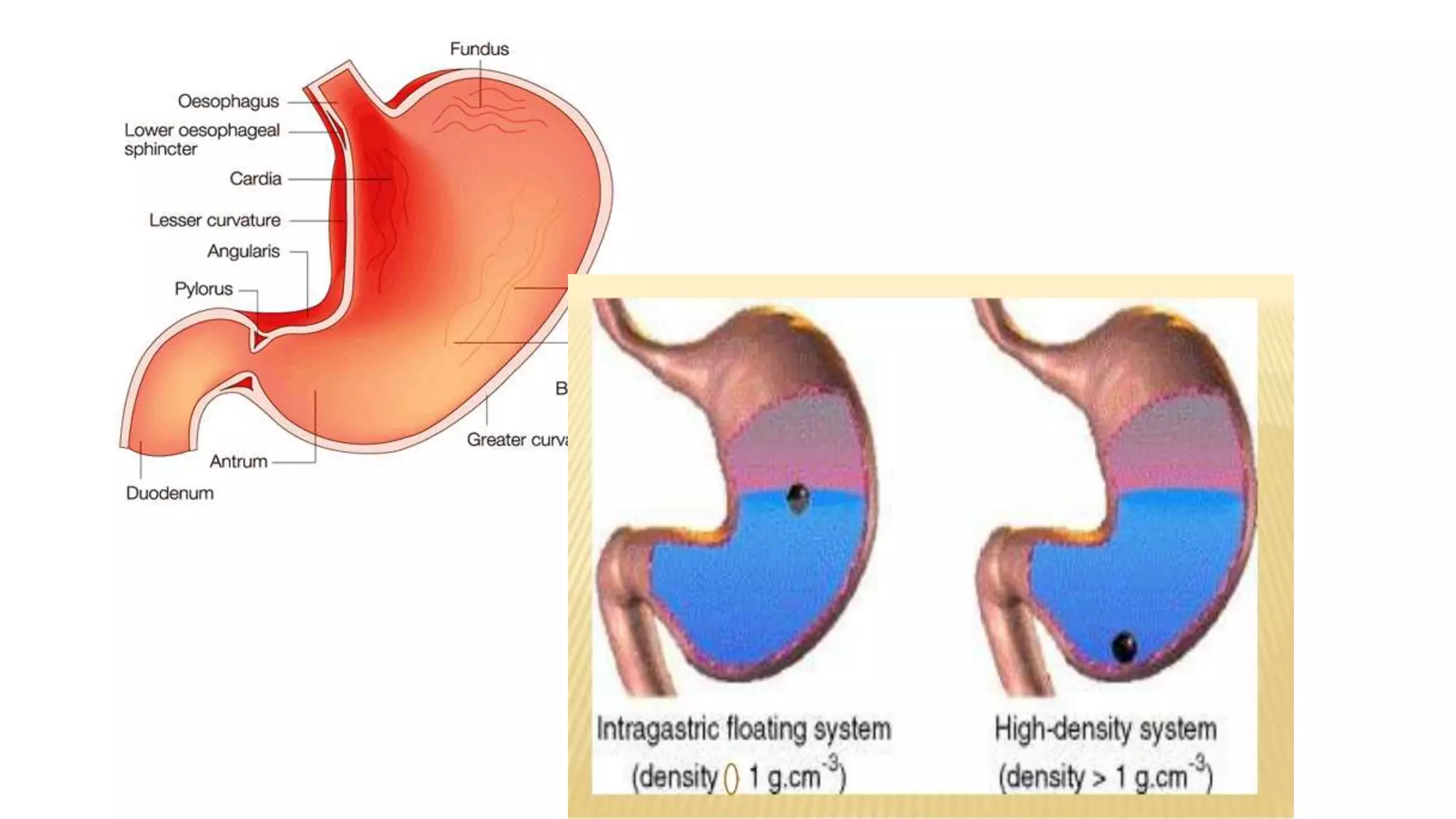 Floating Drug Delivery System Pptx