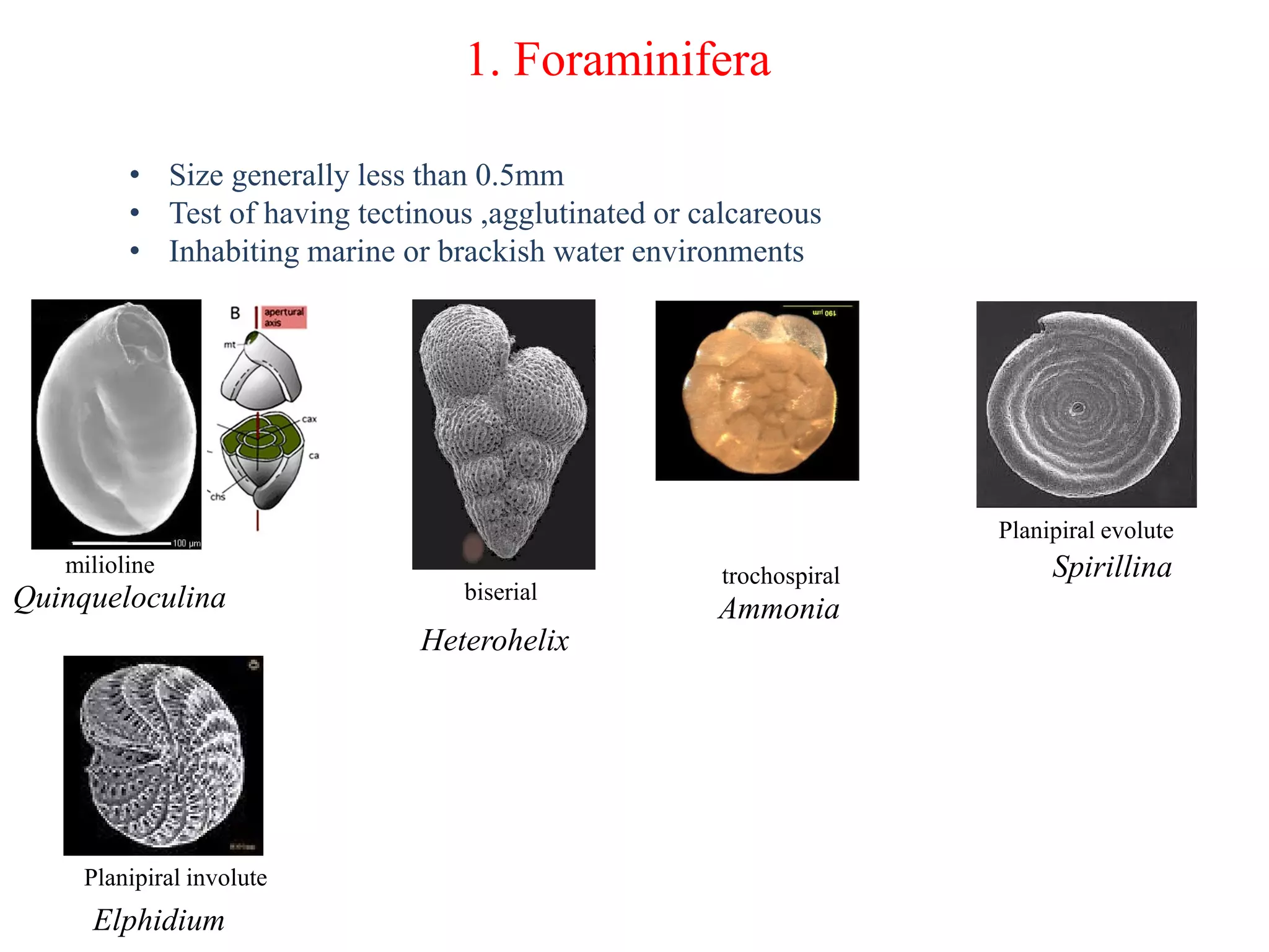 Microfossils and their Applications in petroleum Industry | PDF