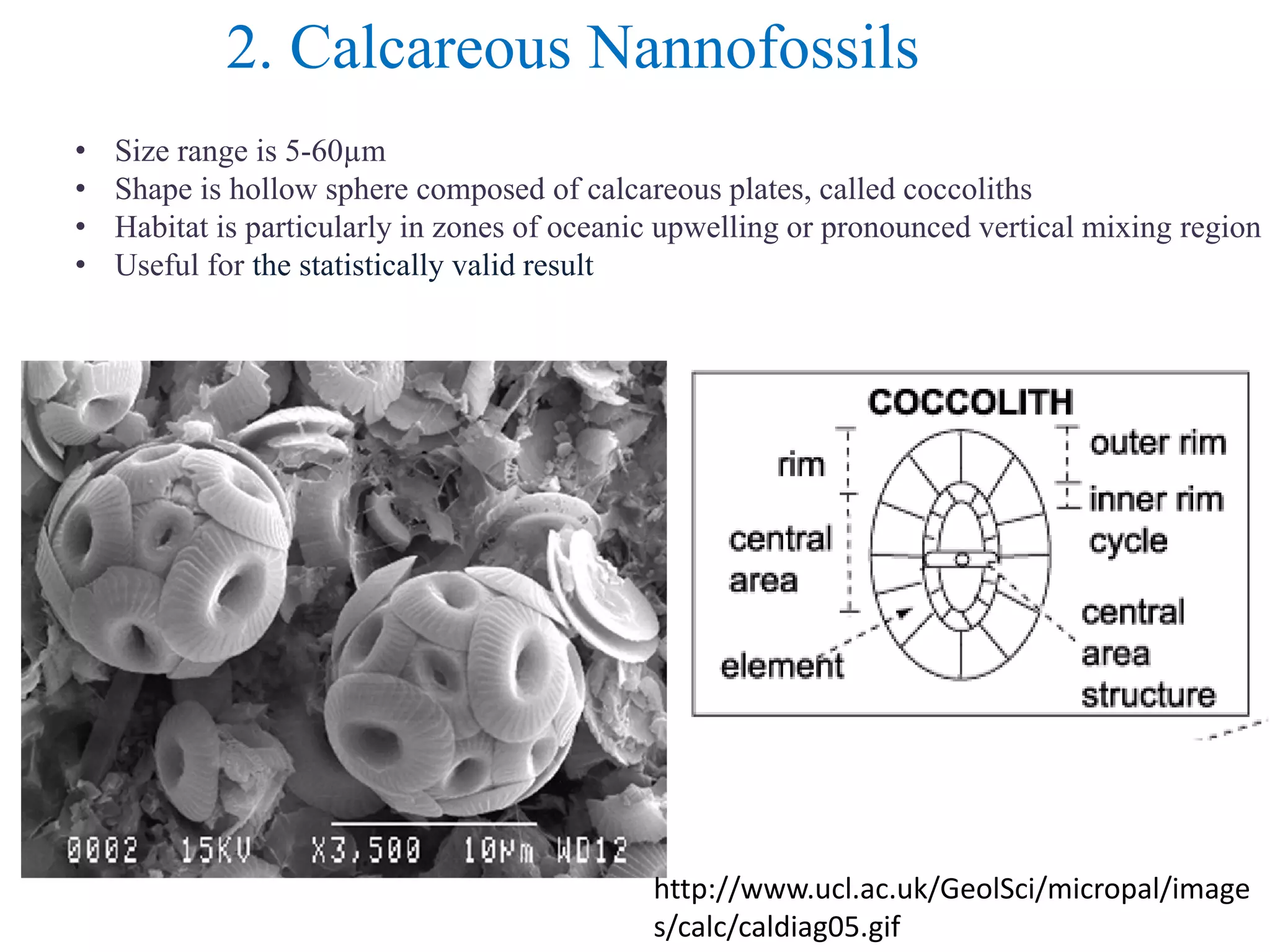 Microfossils and their Applications in petroleum Industry | PDF