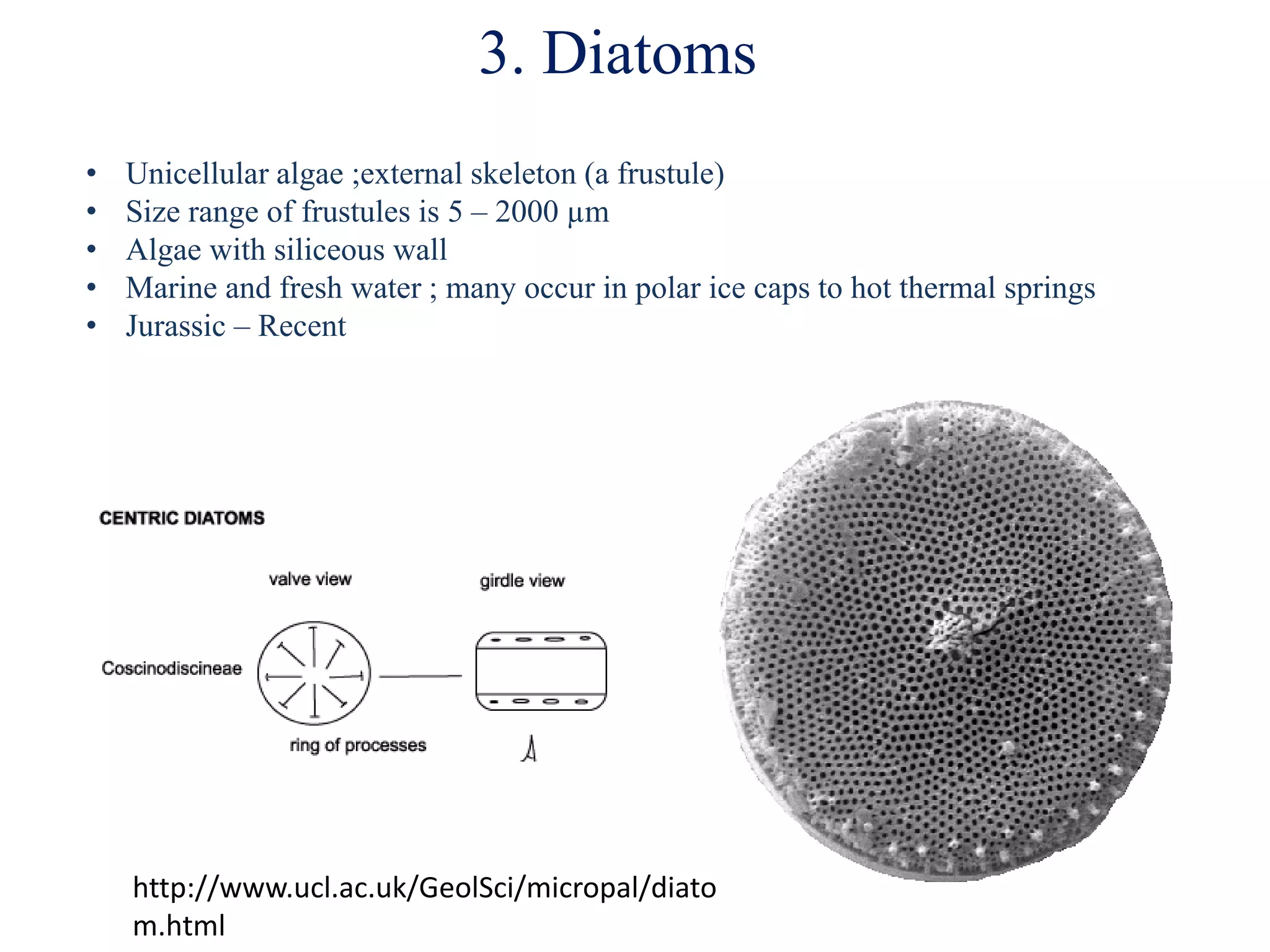 Microfossils and their Applications in petroleum Industry | PDF
