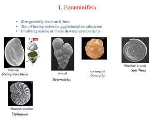 Microfossils and their Applications in petroleum Industry | PDF