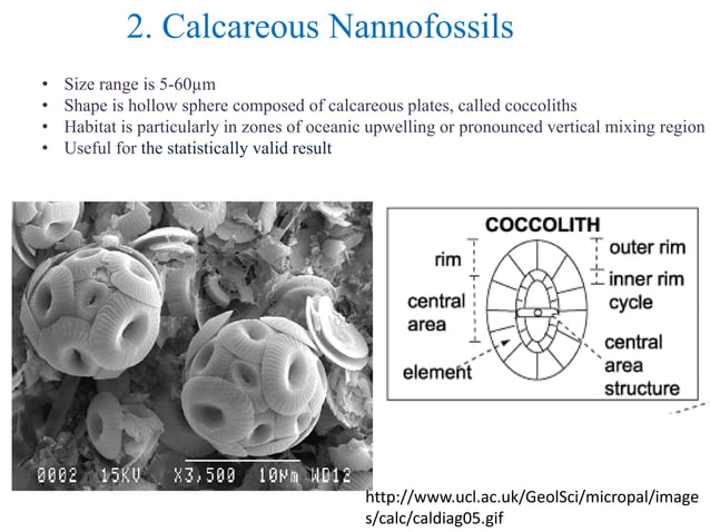 Microfossils and their Applications in petroleum Industry | PDF ...