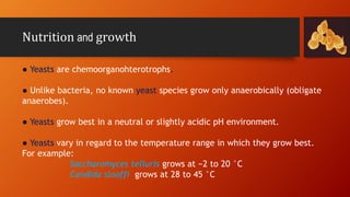 yeasts | PPTX