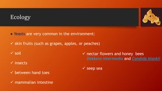 yeasts | PPTX
