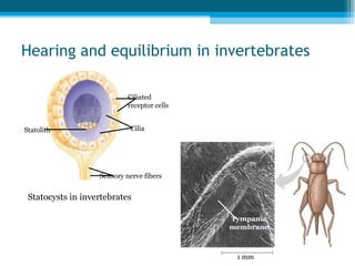 Presentation 17 - Sensory Mechanisms | PPT