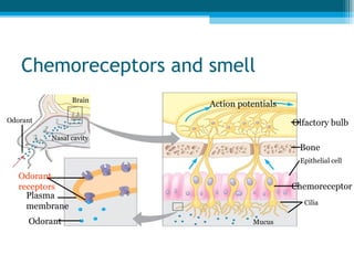 Presentation 17 - Sensory Mechanisms | PPT