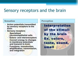Presentation 17 - Sensory Mechanisms | PPT