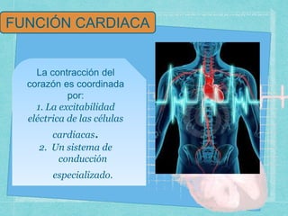 Fisiología cardiaca | PPTX