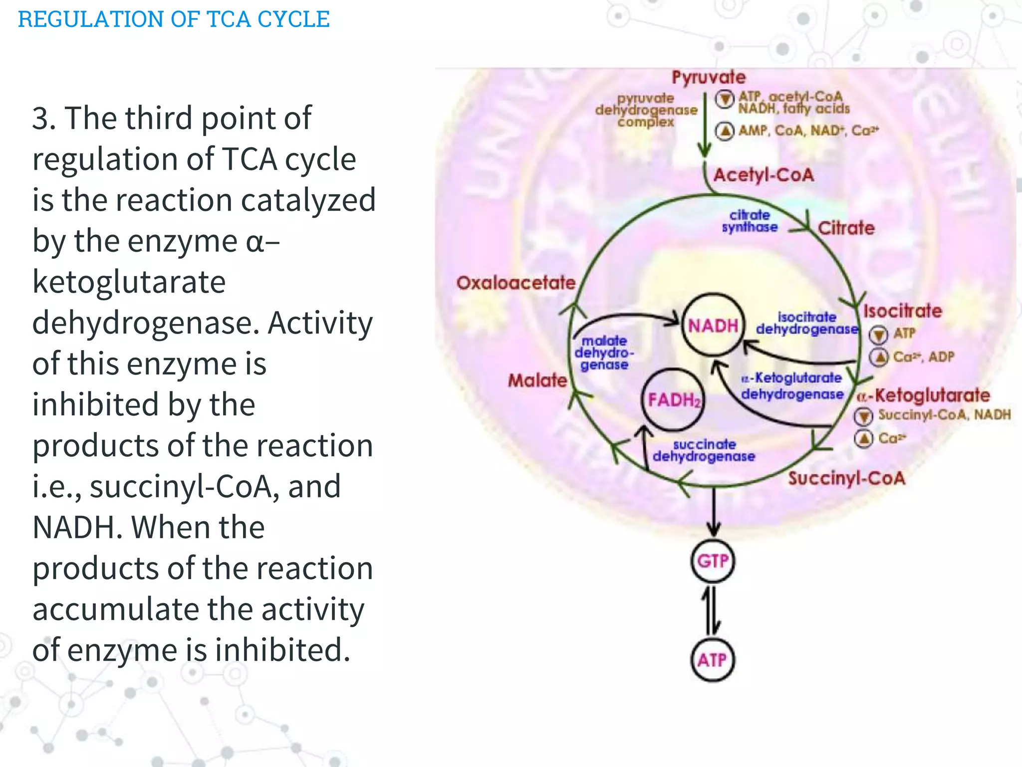 Regulation of Glycolysis and TCA cycle | PPTX