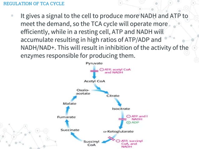 Regulation of Glycolysis and TCA cycle | PPTX | Endocrine and Metabolic ...