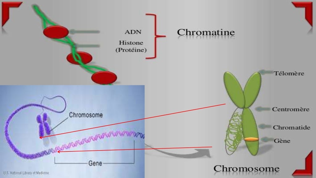 La différence entre le chromosome et la Chromatine et la Chromatide