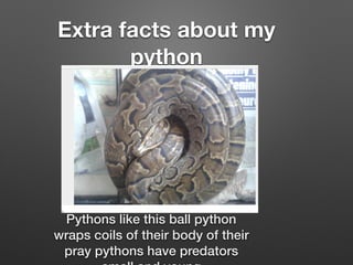 Pythons by Isaac | PPT