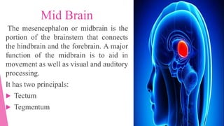 Brain and Nervous System | PPTX