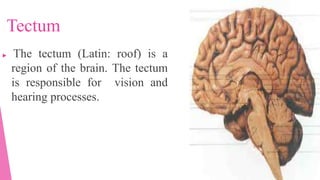 Brain and Nervous System | PPTX