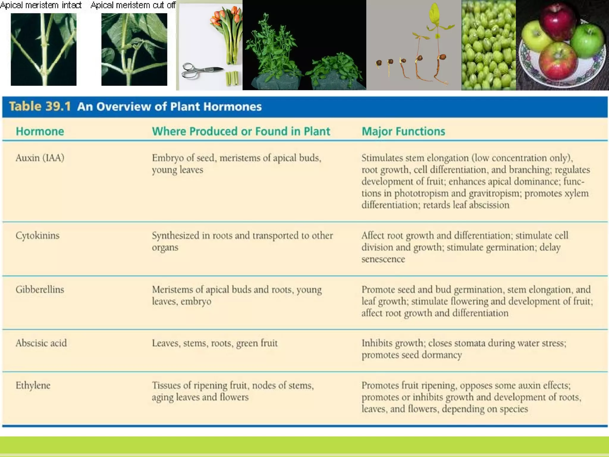 Presentation 18 - Plant Hormones | PPT
