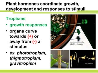 Presentation 18 - Plant Hormones | PPT