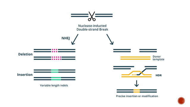 The future of gene editing | PPTX