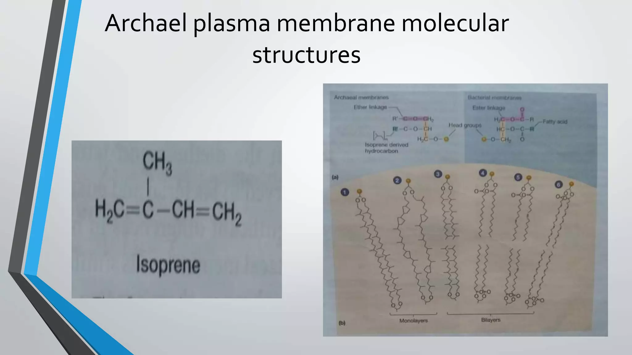 Morphology and cell structure of Archea | PPTX