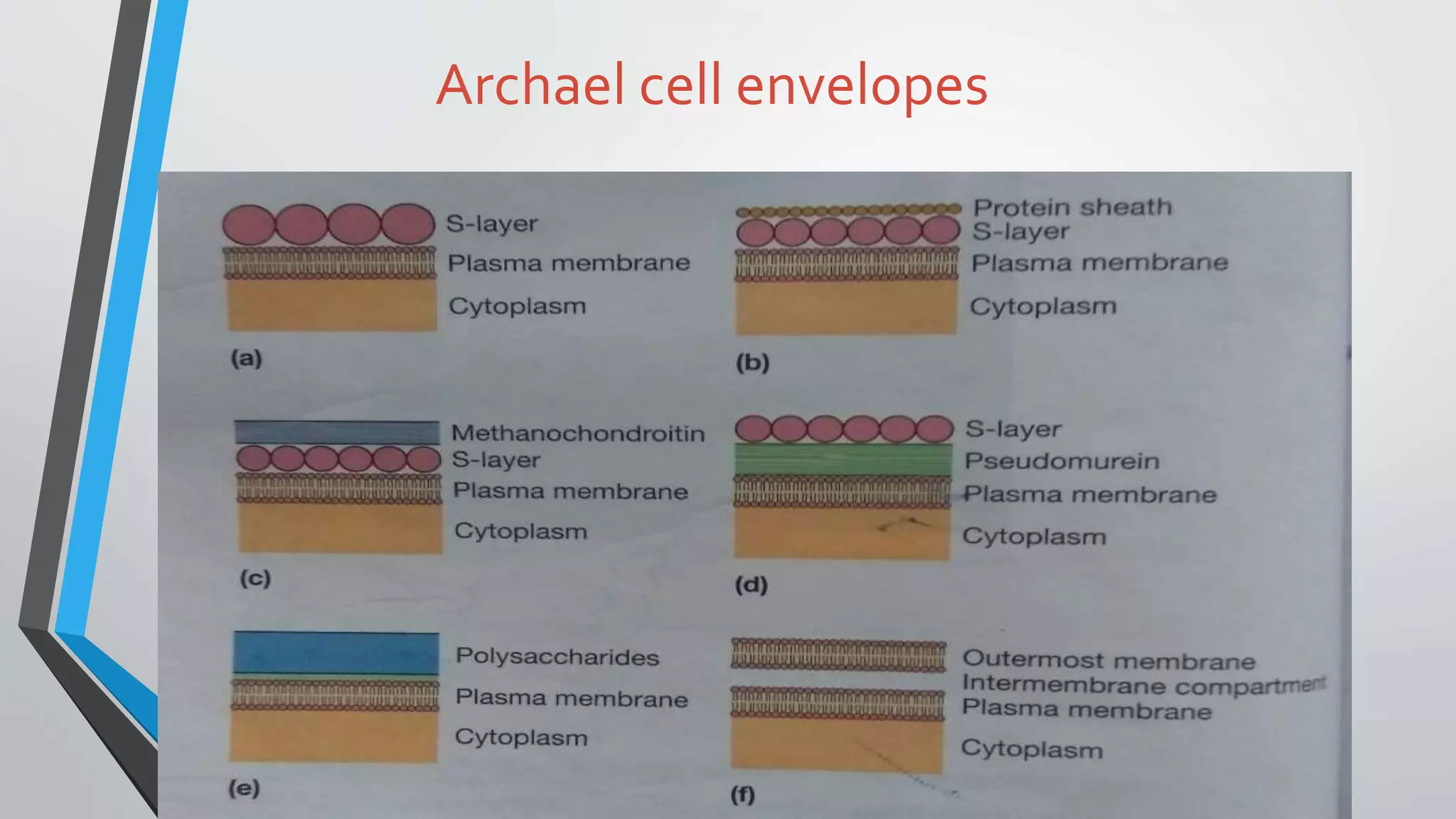 Morphology and cell structure of Archea | PPTX