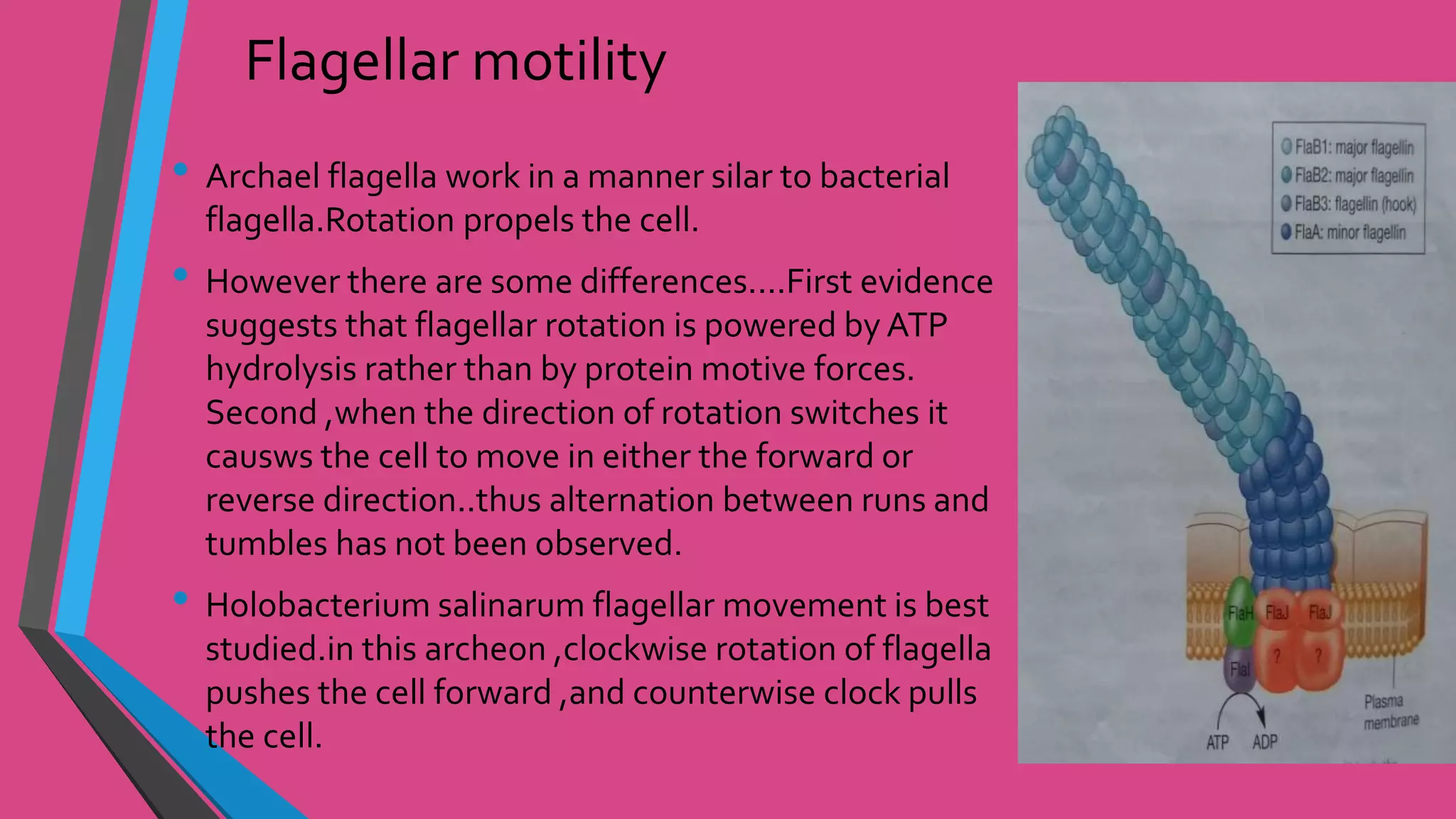 Morphology and cell structure of Archea | PPTX