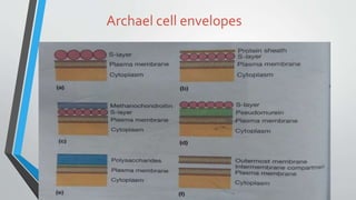 Morphology and cell structure of Archea | PPTX