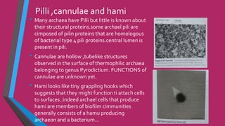 Morphology and cell structure of Archea | PPTX