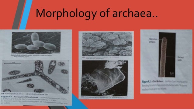Morphology and cell structure of Archea