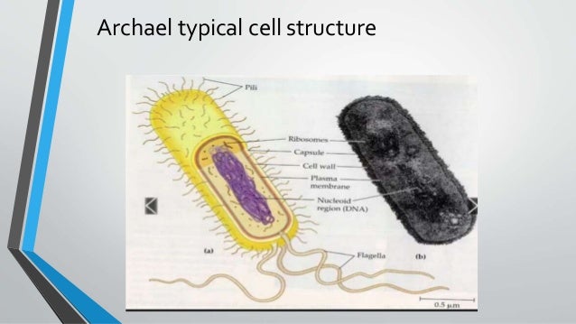 Morphology and cell structure of Archea