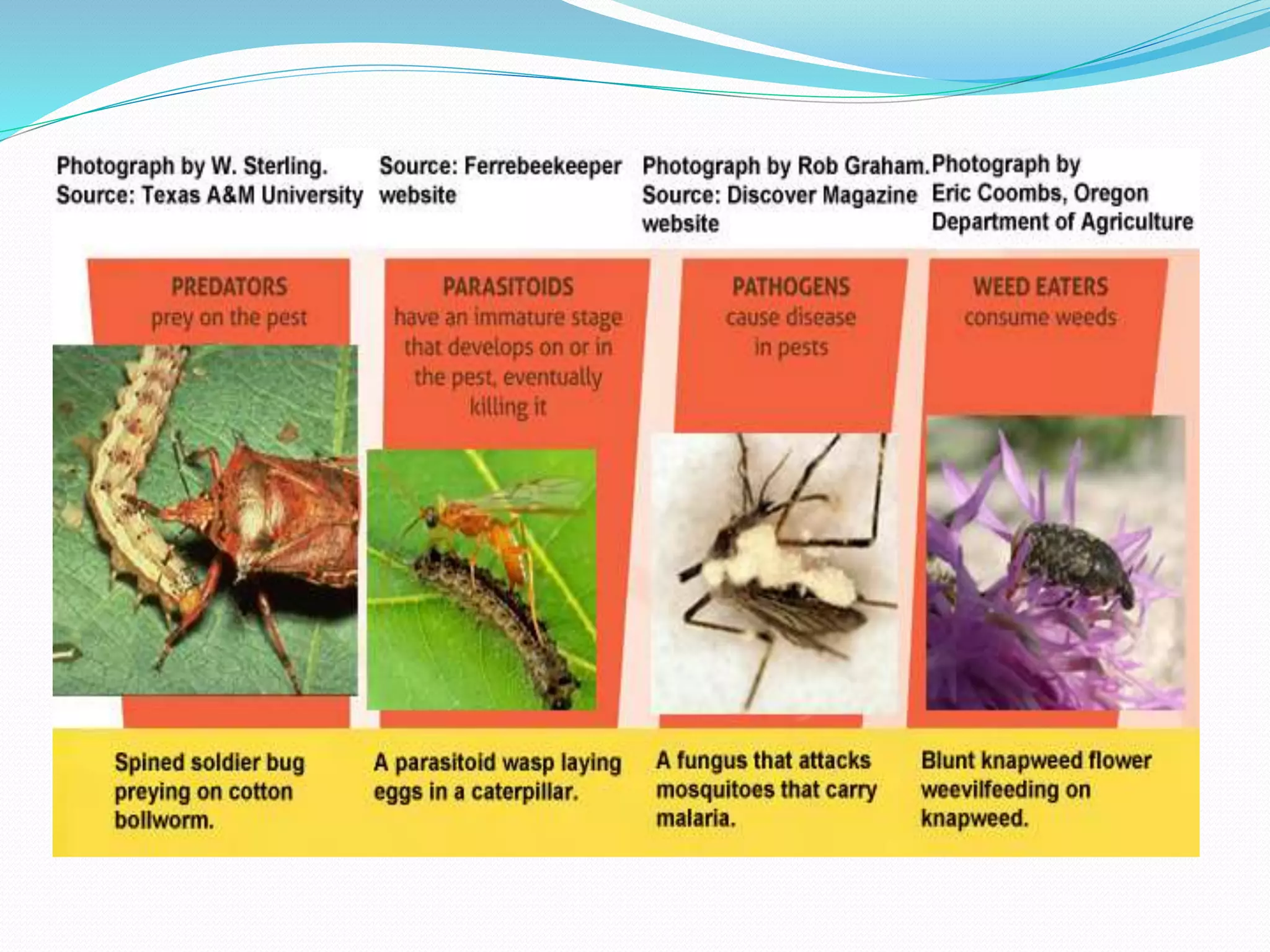pest managment in sustainable agriculture | PPTX