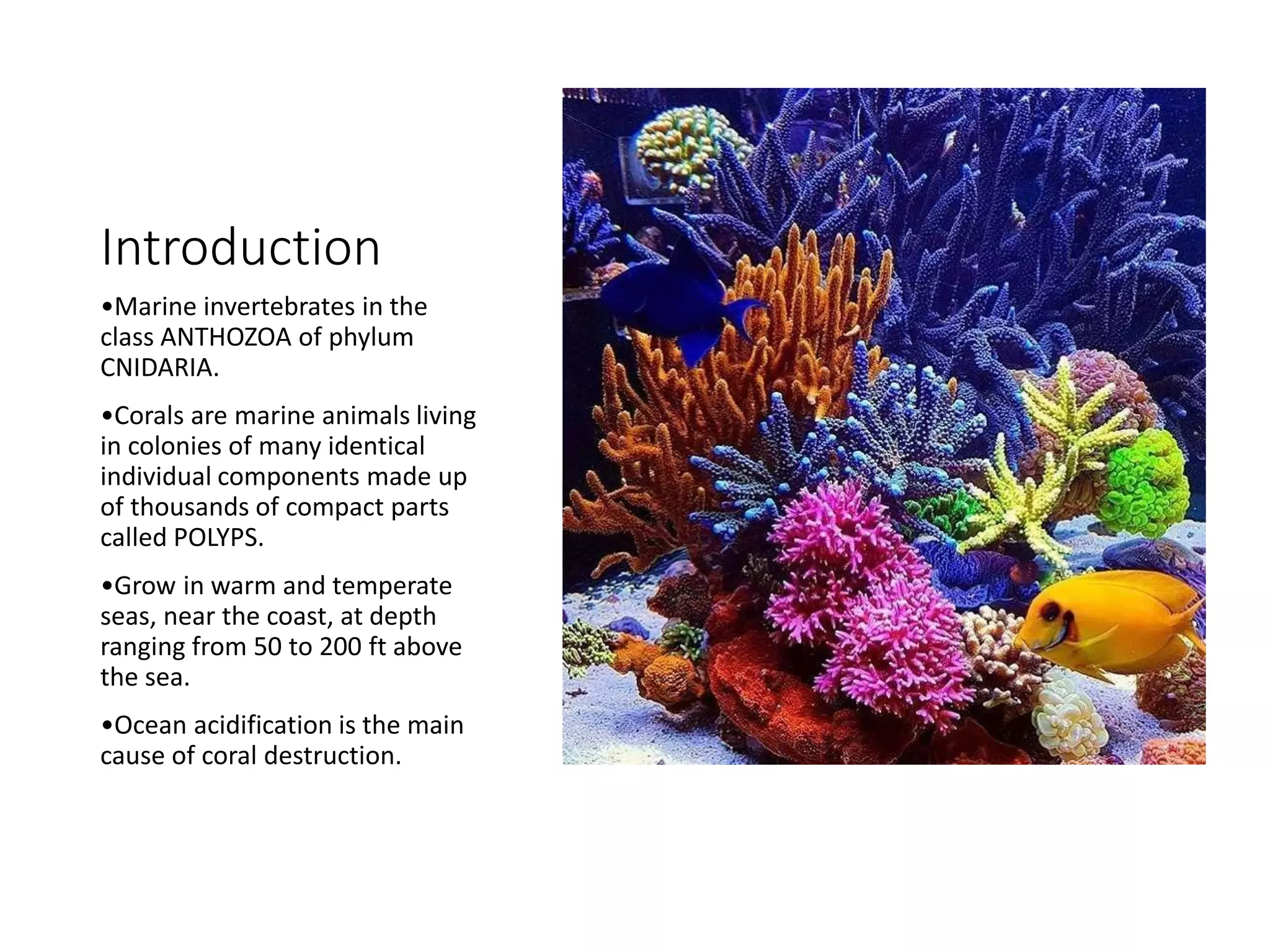 Bioactive compounds from Corals | PPT