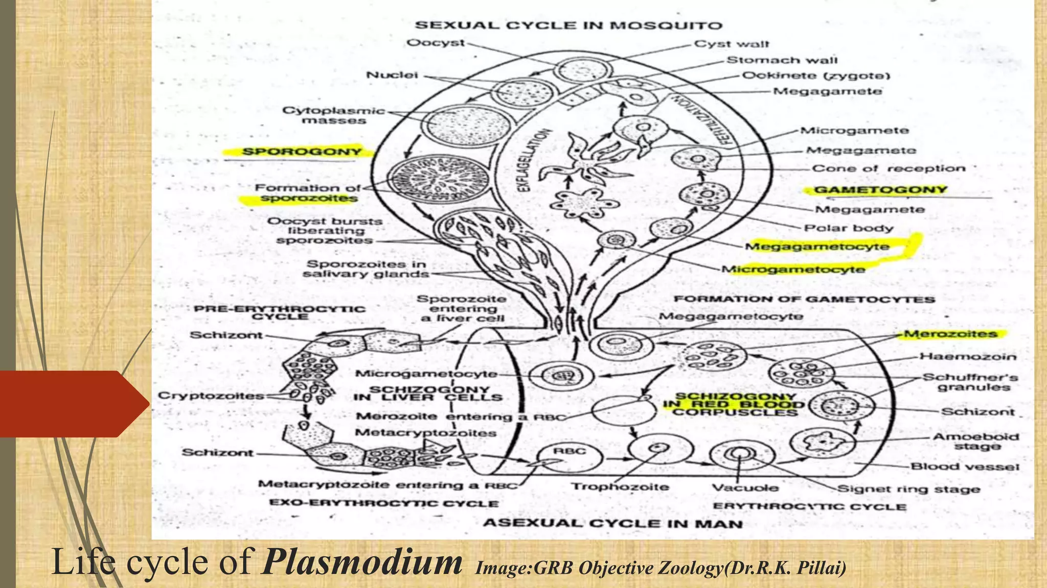 Life Cycle of Plasmodium. | PPTX