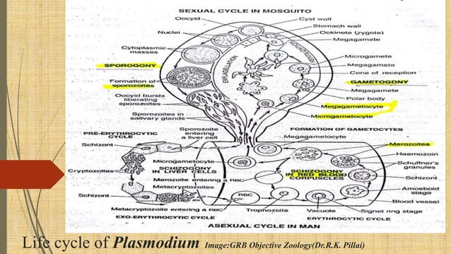 Life Cycle of Plasmodium. | PPTX