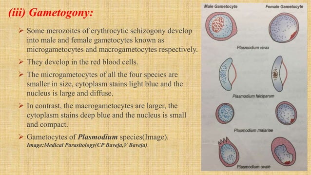 Life Cycle of Plasmodium. | PPTX