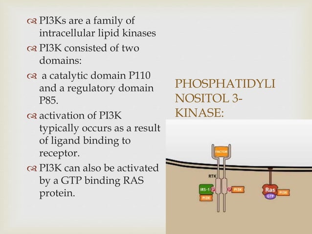 pI3K pathway | PPTX | Endocrine and Metabolic Diseases | Diseases and ...