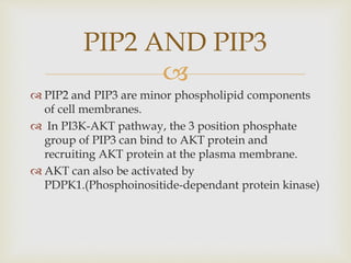pI3K pathway | PPTX