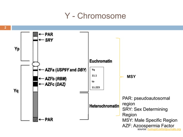 Insight into AZF region of y chromosome and male infertility | PPTX
