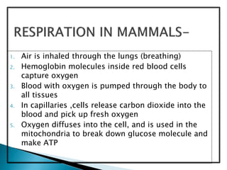 comparative anatomy of respiratory system of Reptiles, Birds and ...