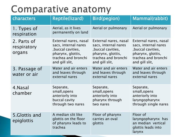 comparative anatomy of respiratory system of Reptiles, Birds and ...