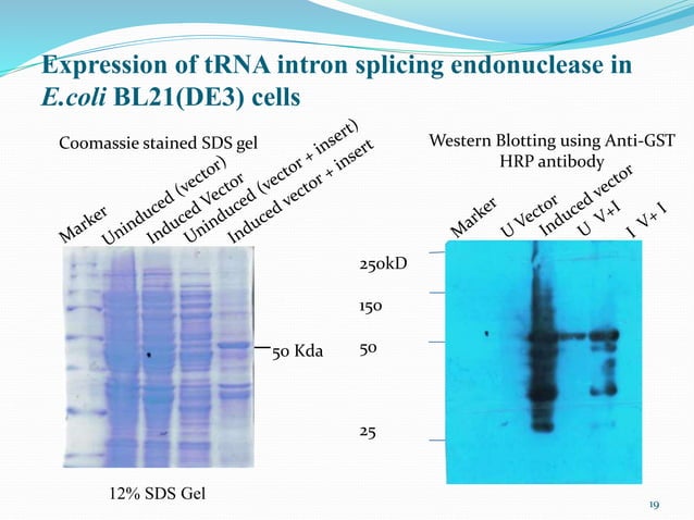 Cloning, expression and purification of tRNA intron splicing ...