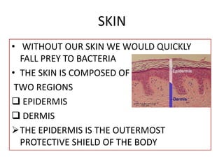 skin-the integumentary system | PPTX