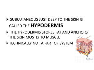 skin-the integumentary system | PPTX