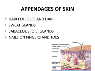 skin-the integumentary system | PPTX