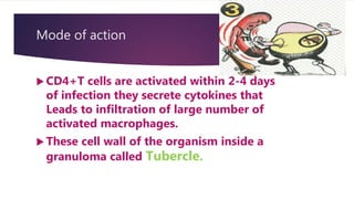 Immune Resopnse to Tuberculosis | PPTX