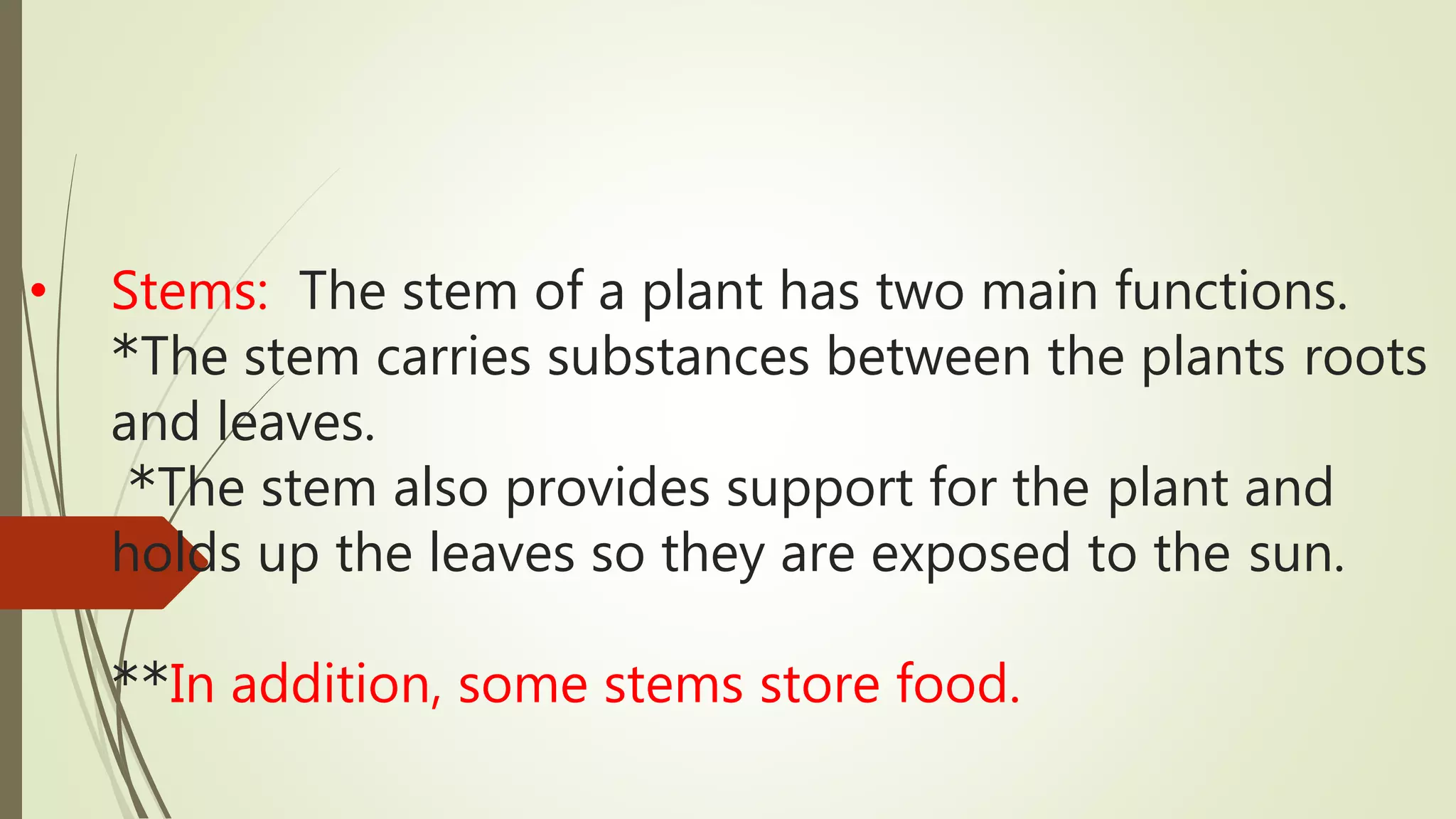 Stem Structure grade 6 Science | PPTX