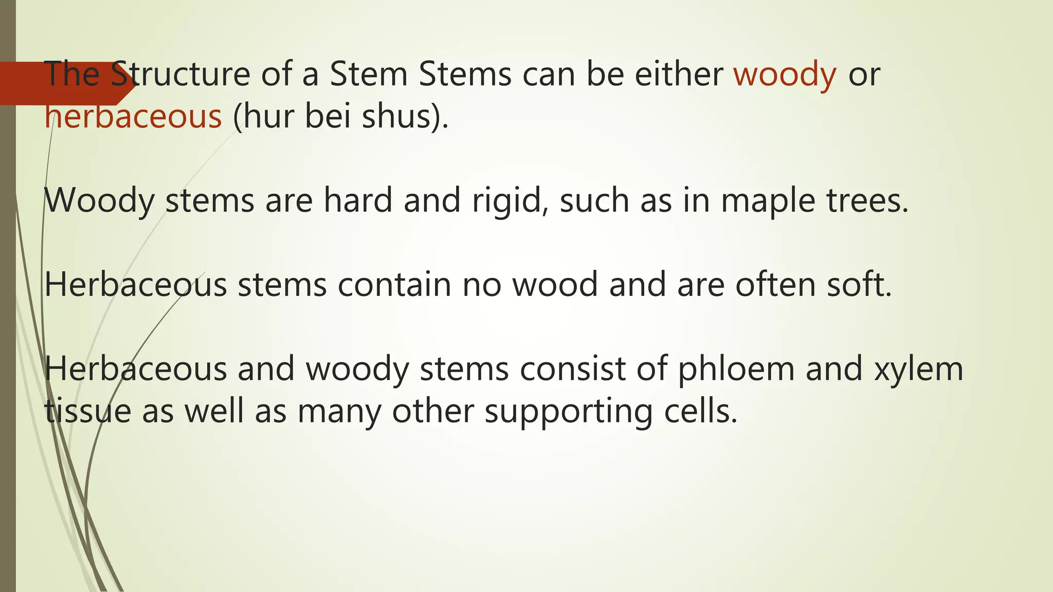 Stem Structure grade 6 Science | PPTX