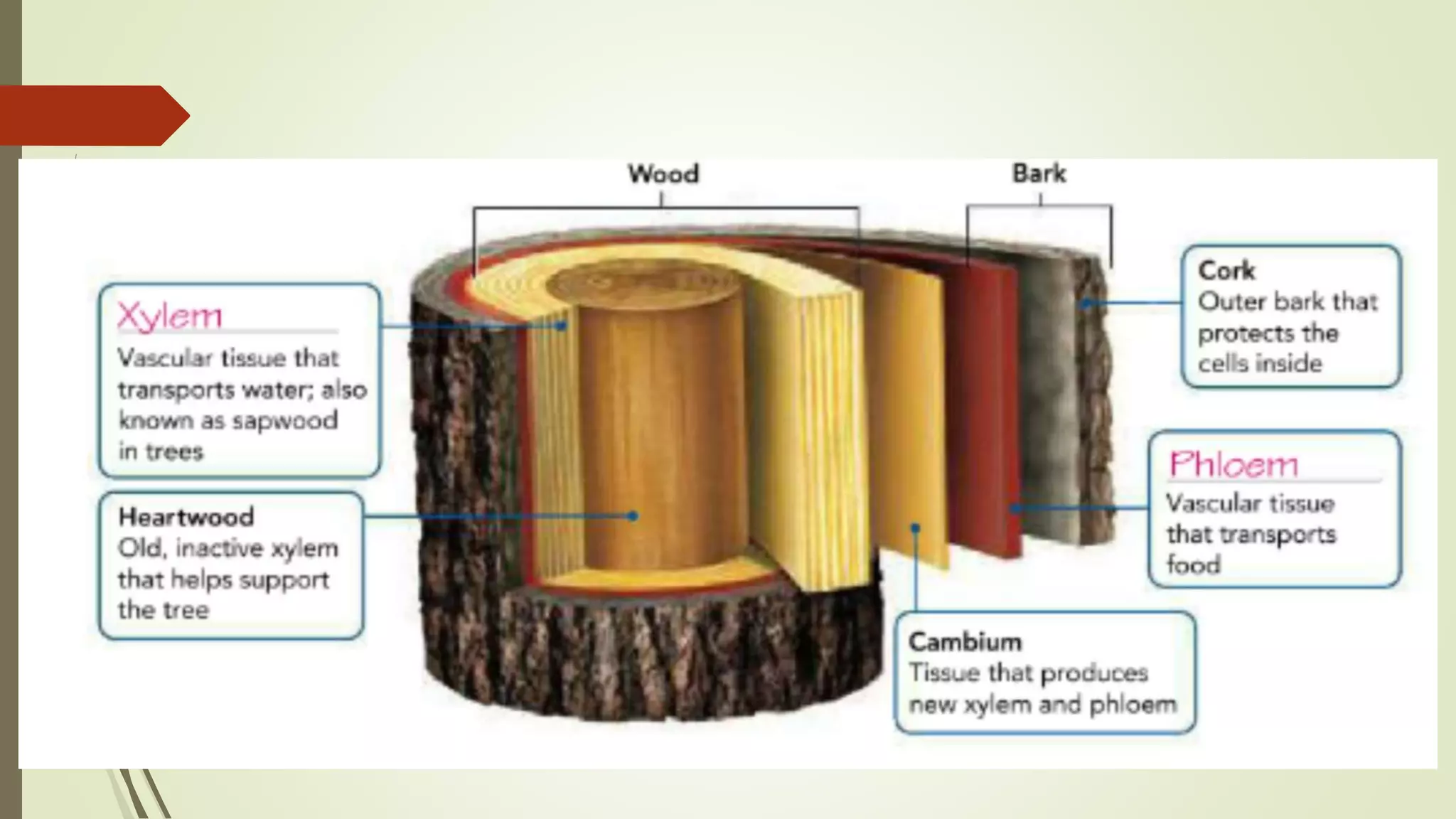 Stem Structure grade 6 Science | PPTX